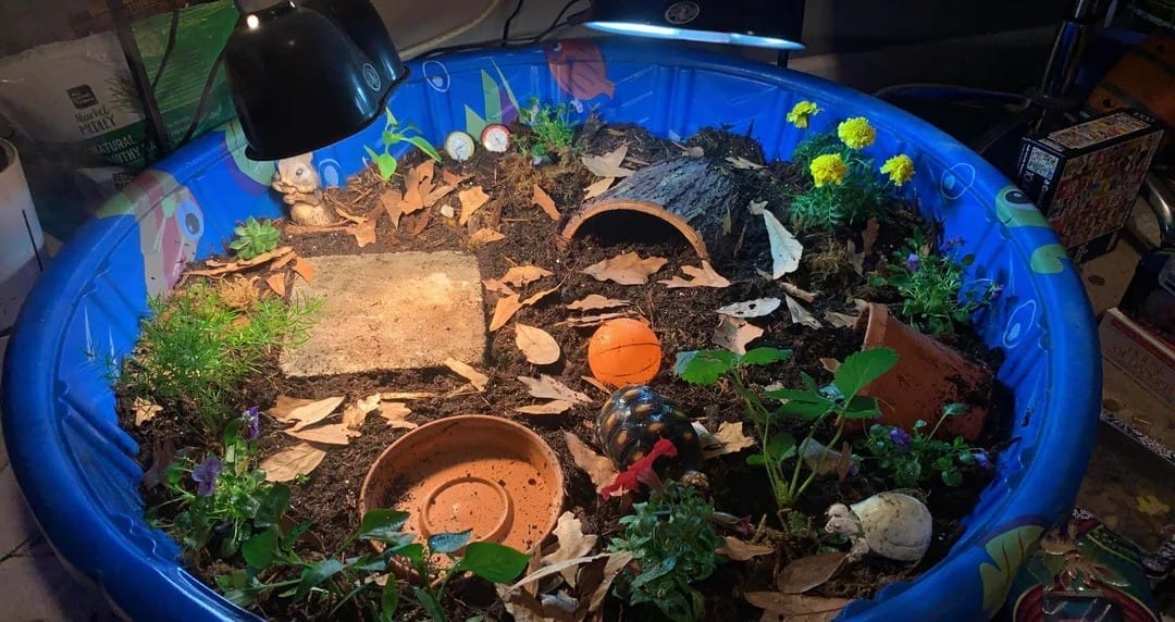 10 Genius Tortoise Pool Ideas That Will Make Your Pet’s Summer ...