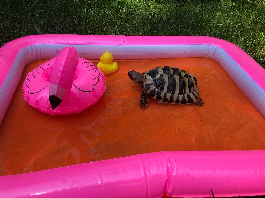 10 Genius Tortoise Pool Ideas That Will Make Your Pet’s Summer ...