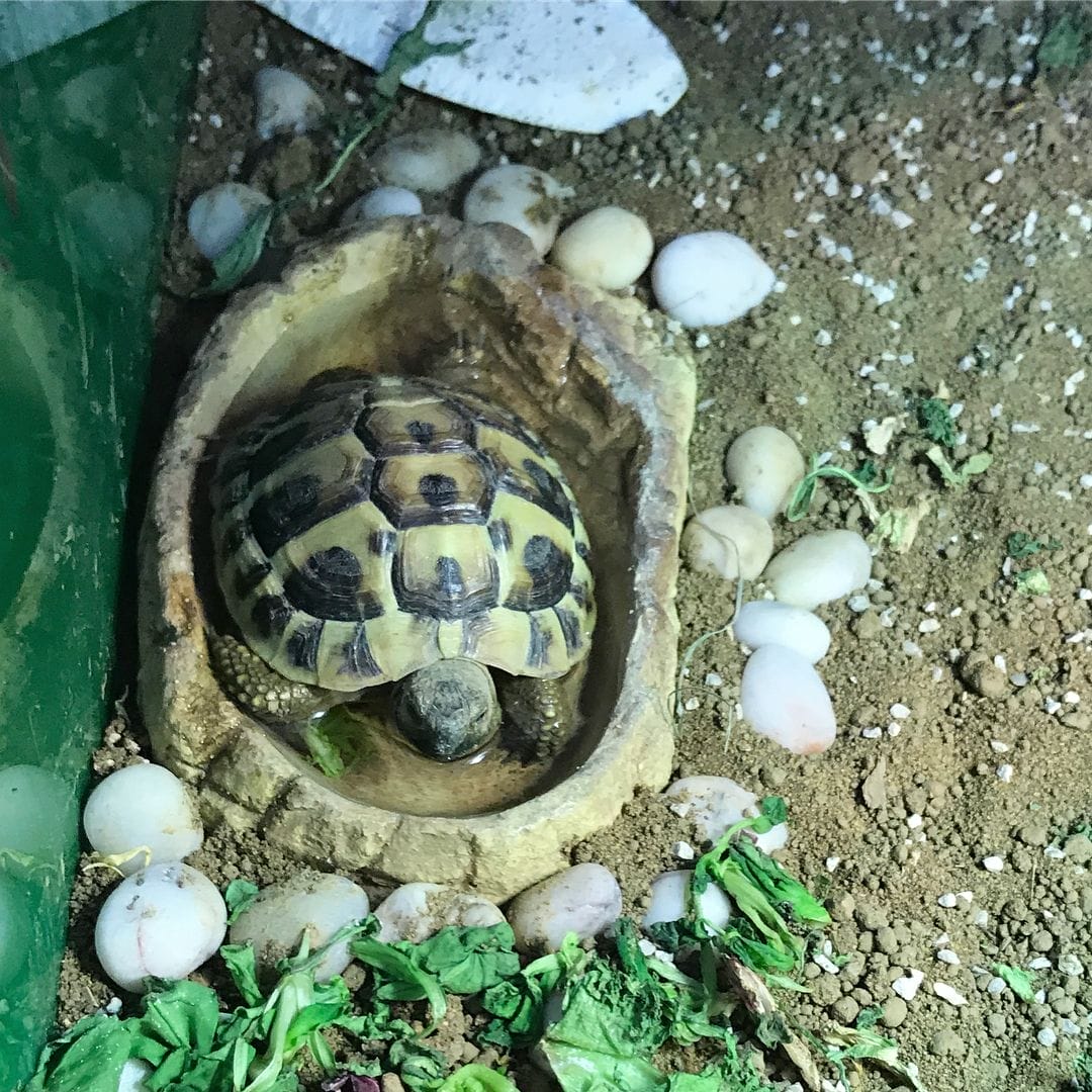 10 Genius Tortoise Pool Ideas That Will Make Your Pet’s Summer ...