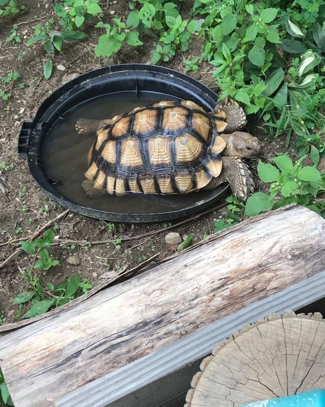 10 Genius Tortoise Pool Ideas That Will Make Your Pet’s Summer ...
