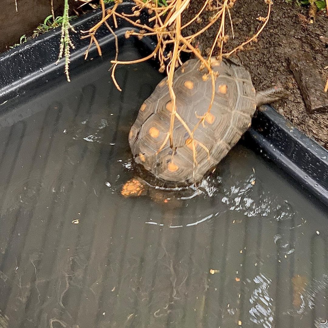 10 Genius Tortoise Pool Ideas That Will Make Your Pet’s Summer ...