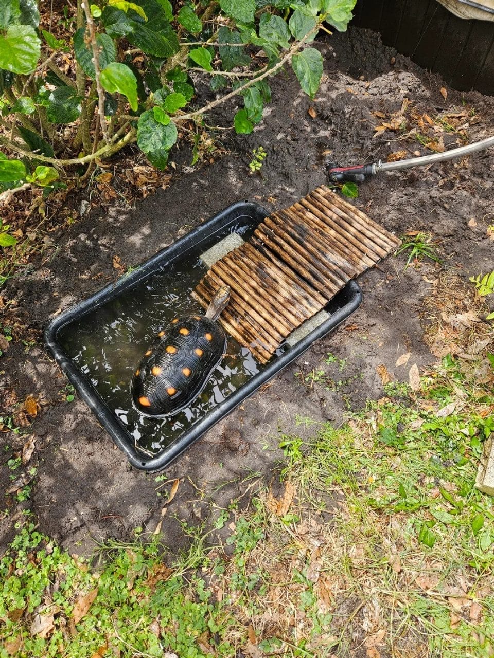 10 Genius Tortoise Pool Ideas That Will Make Your Pet’s Summer ...
