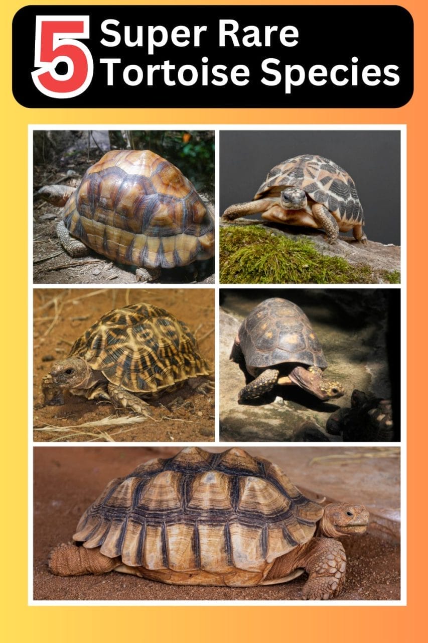 5 Super Rare Tortoise Species You Didn’t Know Existed – The Turtle Hub