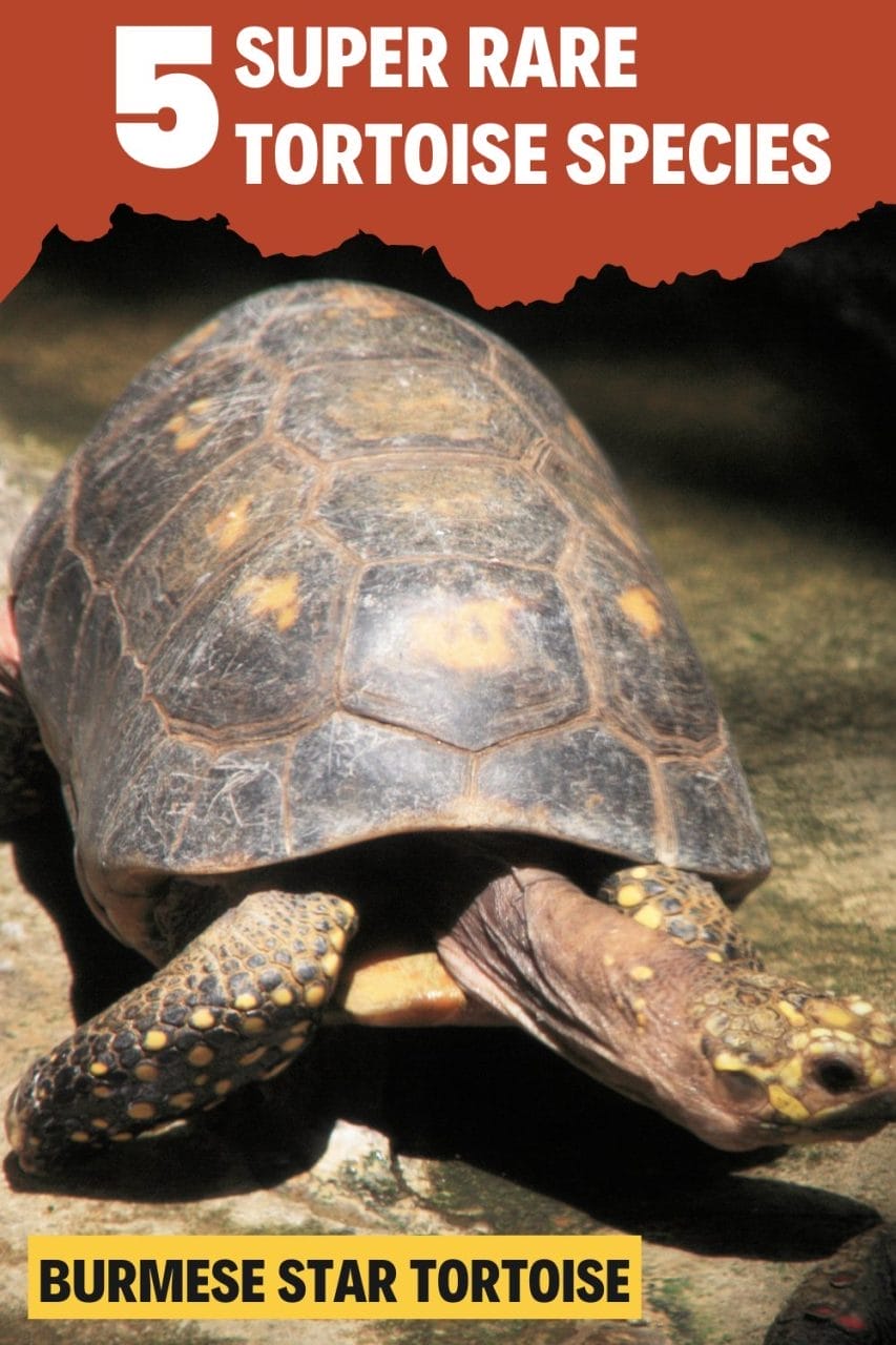 5 Super Rare Tortoise Species You Didn’t Know Existed – The Turtle Hub