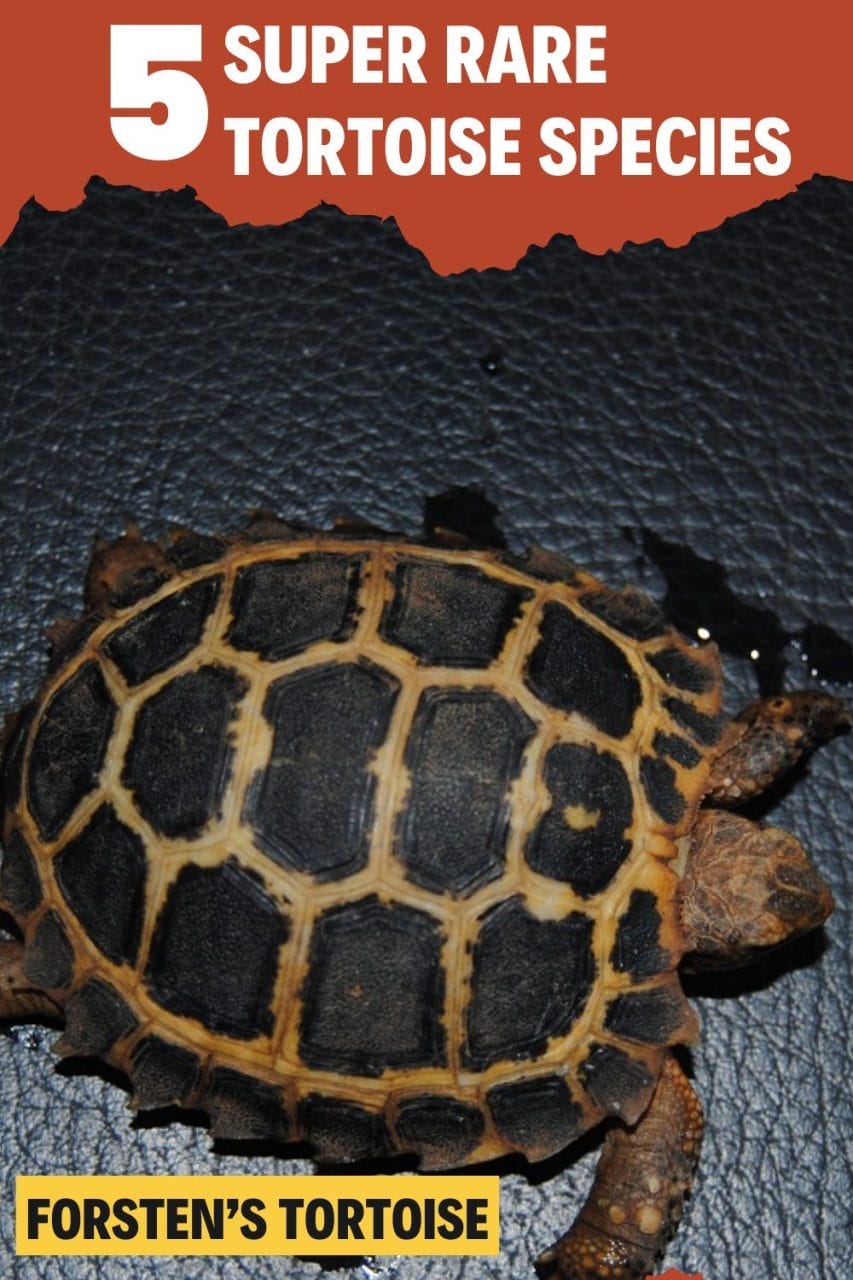 5 Super Rare Tortoise Species You Didn’t Know Existed – The Turtle Hub