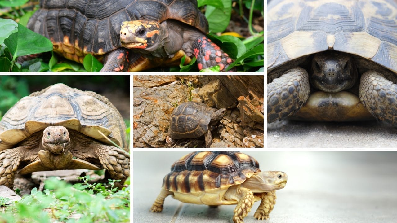 How to Instantly Recognize 5 Types of Tortoises (Even If You’re a ...