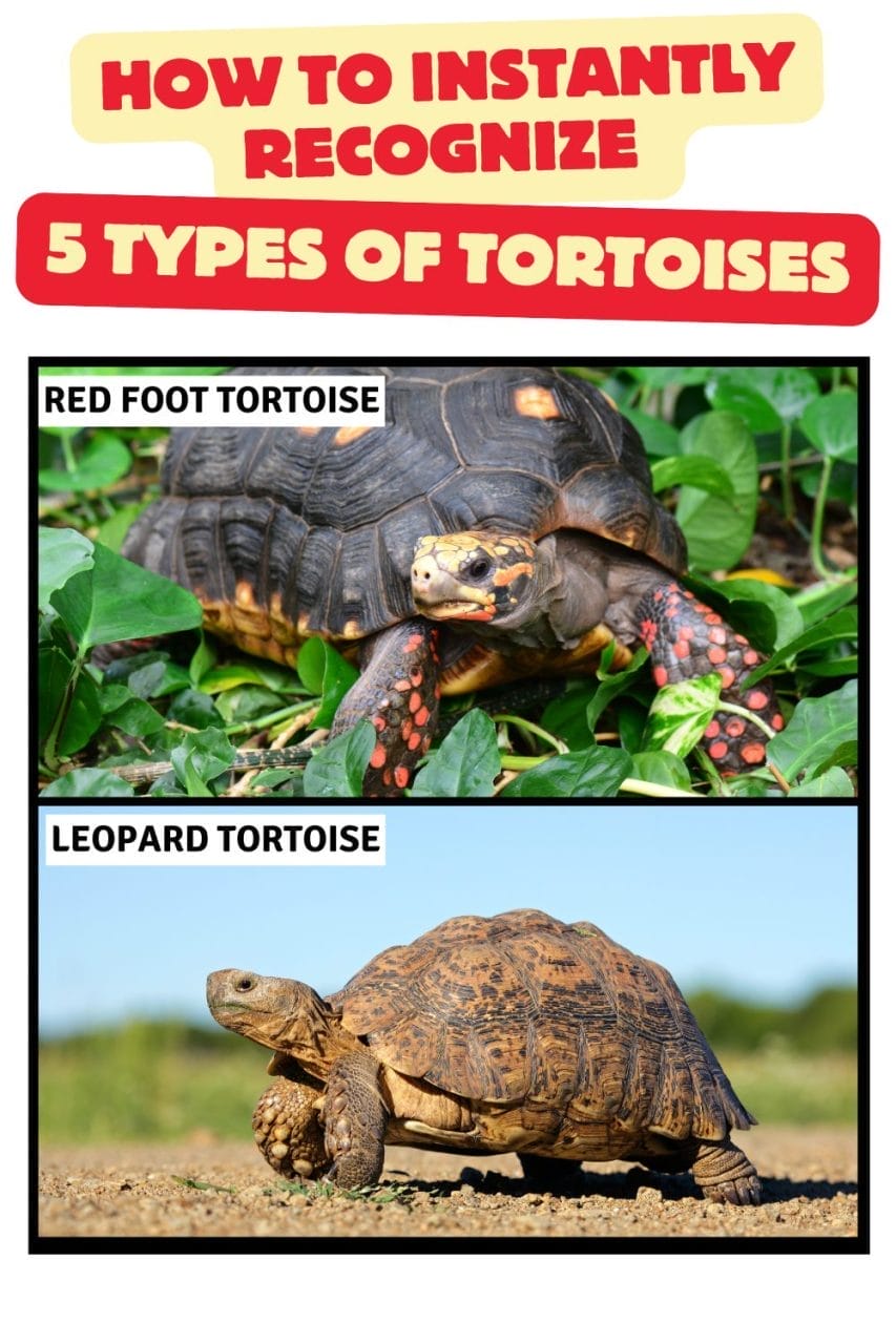 How to Instantly Recognize 5 Types of Tortoises (Even If You’re a ...