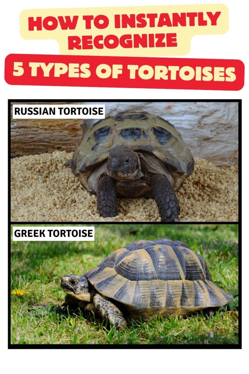 How to Instantly Recognize 5 Types of Tortoises (Even If You’re a ...