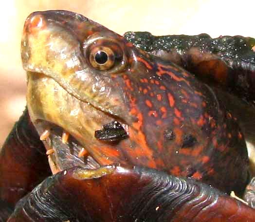 Kinosternon scorpioides (Scorpion Mud Turtle) – The Turtle Hub