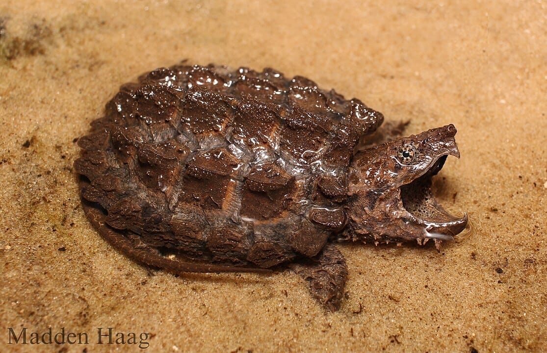 Macrochelys suwanniensis (Suwannee Alligator Snapping Turtle) – The ...