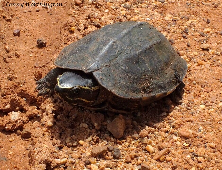 Malayemys macrocephala (Malayan snail-eating turtle) – The Turtle Hub