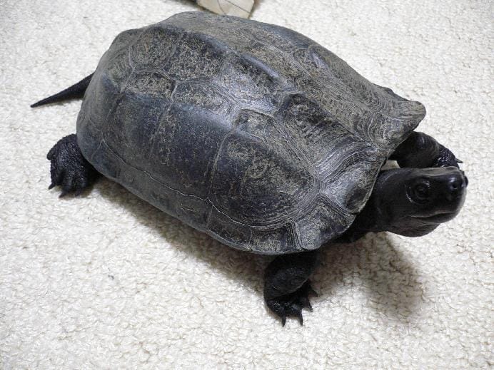 Mauremys reevesii (Chinese pond turtle) – The Turtle Hub