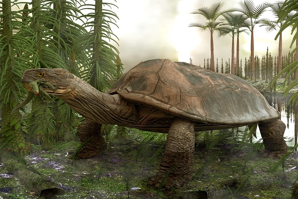 24 Prehistoric Turtle Species: Giants of the Ancient World – The Turtle Hub
