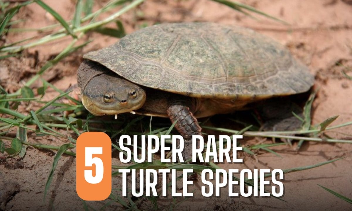 These 5 Super Rare Turtles Are on the Brink of Disappearing – The ...