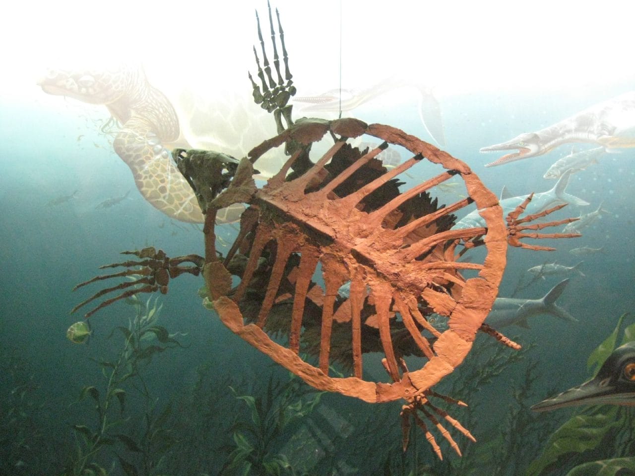 24 Prehistoric Turtle Species: Giants of the Ancient World – The Turtle Hub