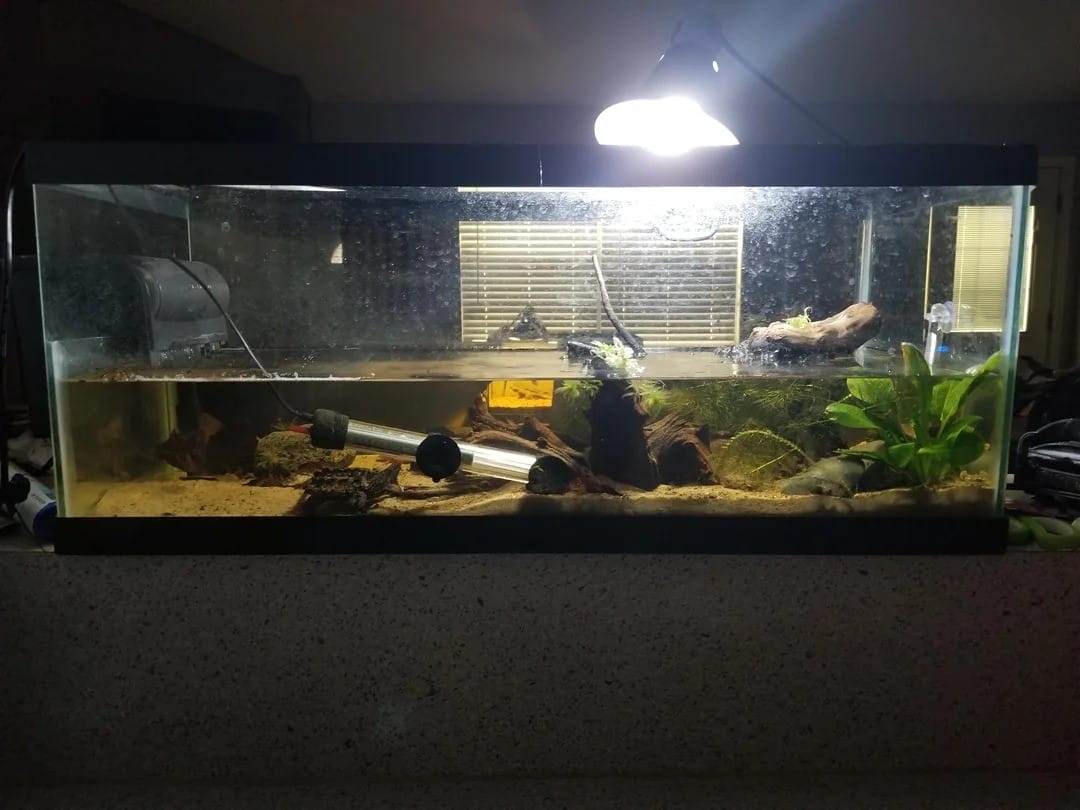 10 DIY Snapping Turtle Tank Ideas That Look Amazing – The Turtle Hub