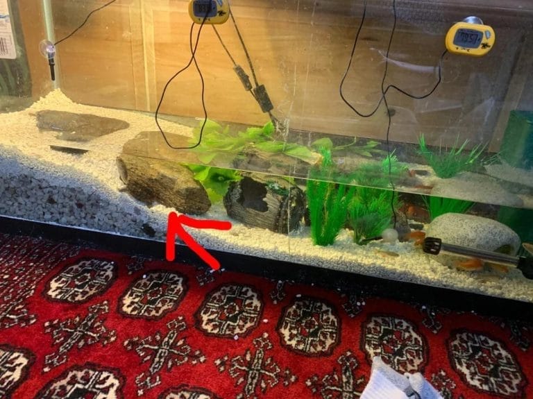 10 DIY Snapping Turtle Tank Ideas That Look Amazing – The Turtle Hub