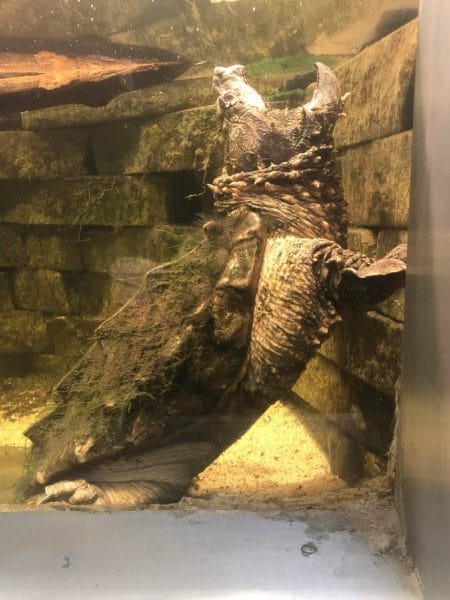 Discover How Old Your Snapping Turtle Is Just by Measuring Its Size ...
