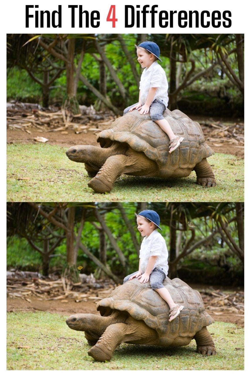 Can You Solve These Fun Turtle Puzzles? – The Turtle Hub