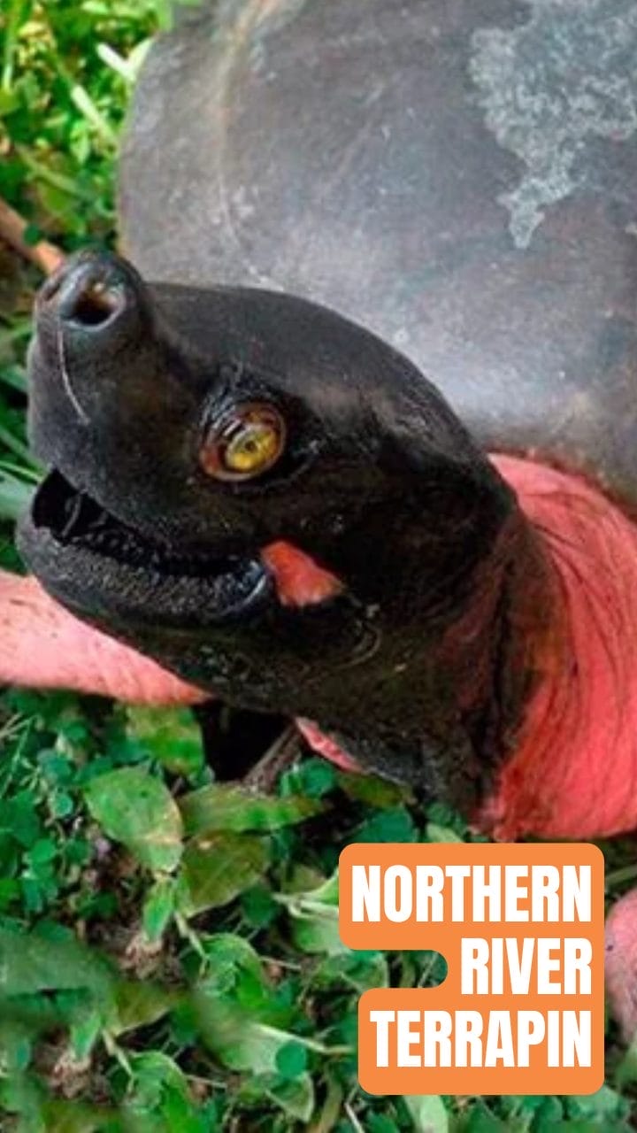 These 5 Super Rare Turtles Are on the Brink of Disappearing – The ...