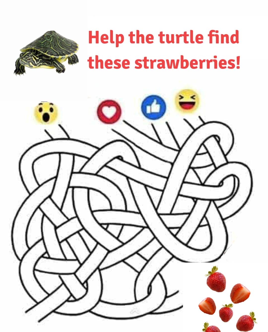 Can You Solve These Fun Turtle Puzzles? – The Turtle Hub