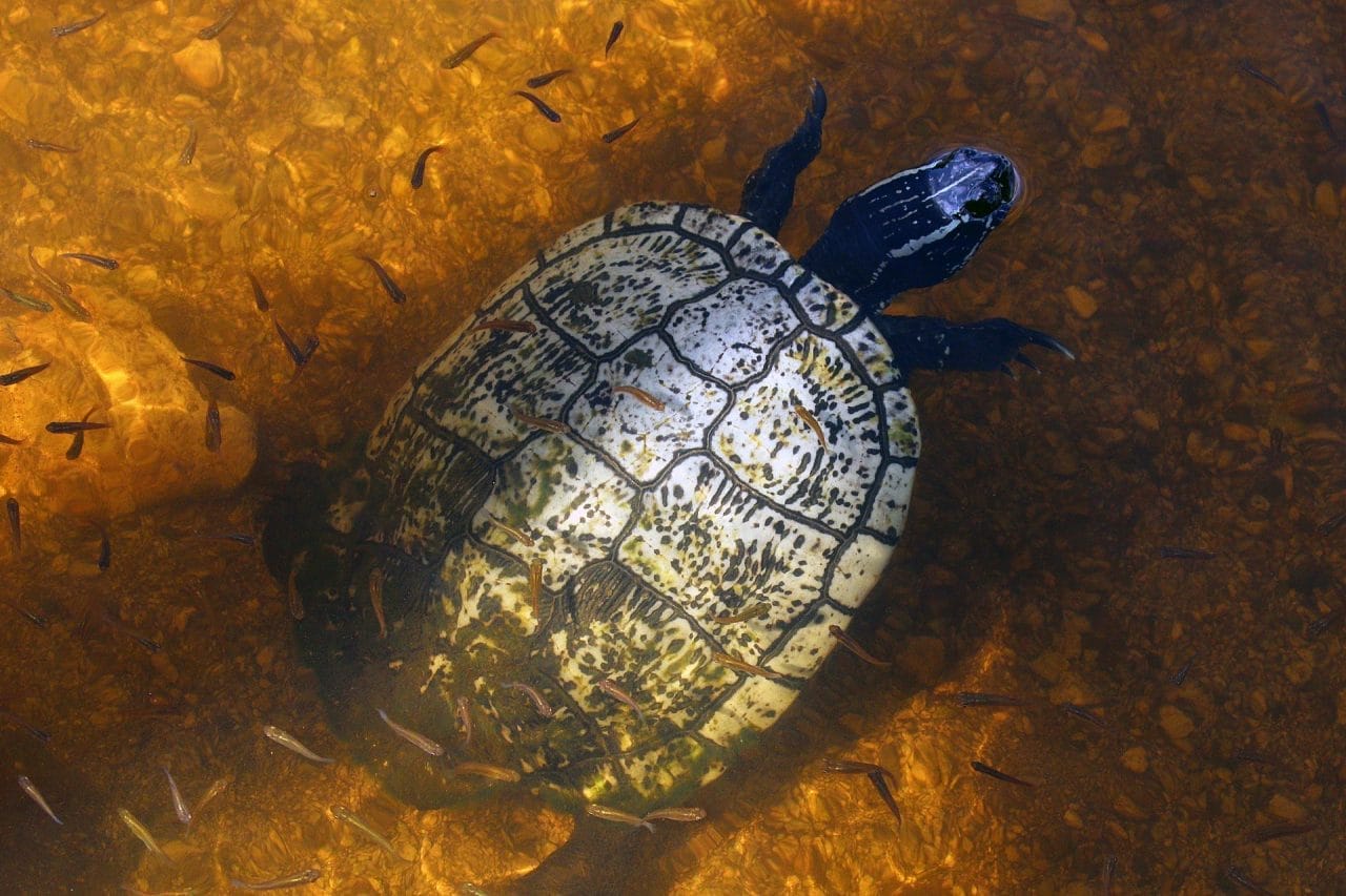 Trachemys decussata (Cuban Slider) – The Turtle Hub