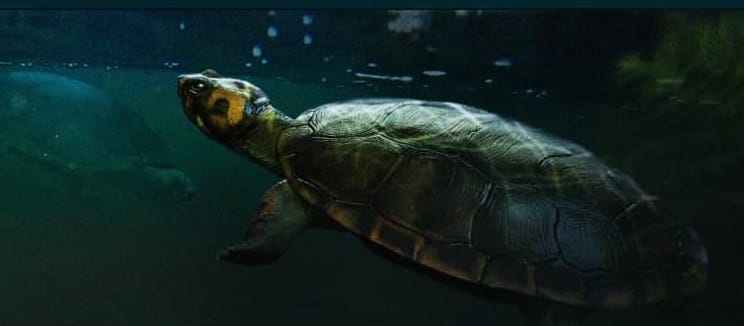 18 Extinct Turtles That Once Ruled the Earth (And the Ocean) – The ...