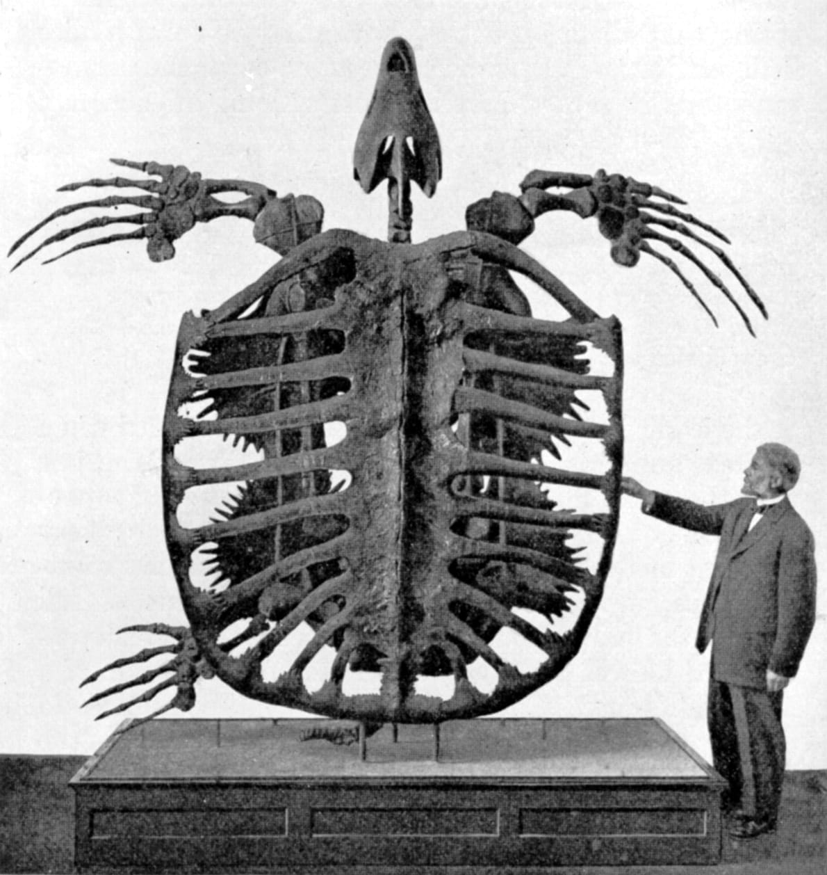 18 Extinct Turtles That Once Ruled the Earth (And the Ocean) – The ...