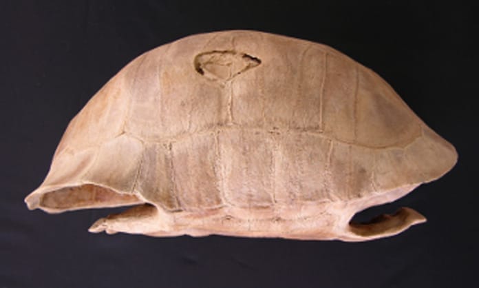 18 Extinct Turtles That Once Ruled the Earth (And the Ocean) – The ...