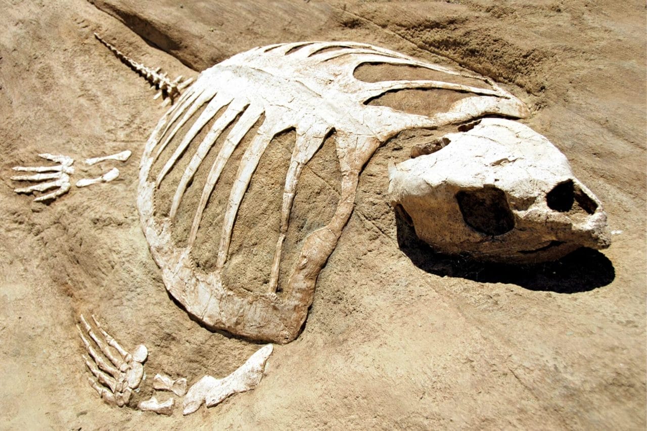 18 Extinct Turtles That Once Ruled the Earth (And the Ocean) – The ...