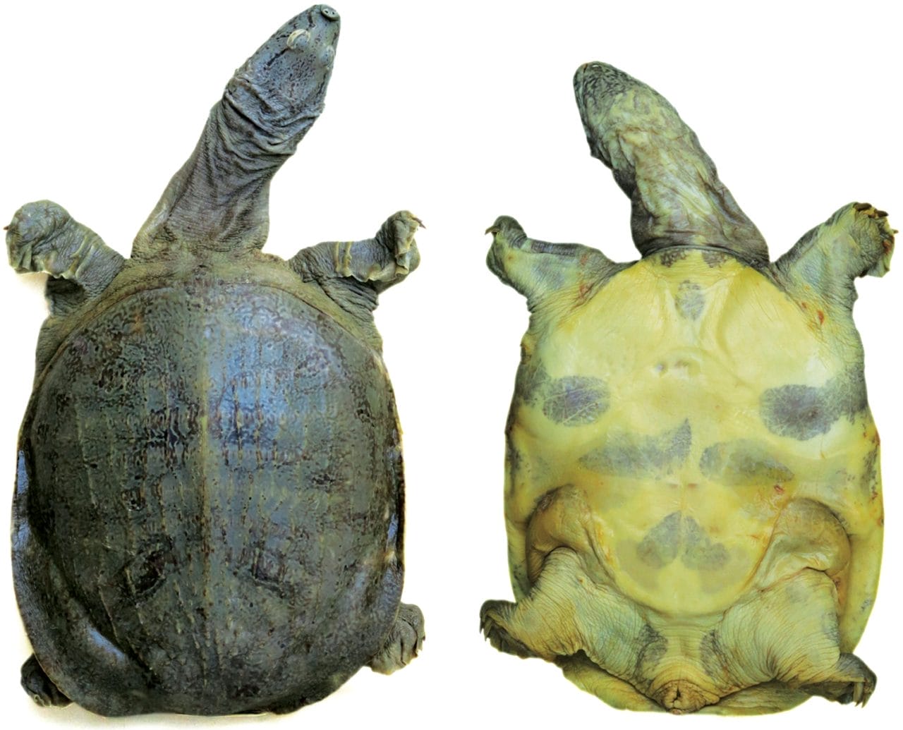 Pelodiscus variegatus (Spotted softshell turtle) – The Turtle Hub