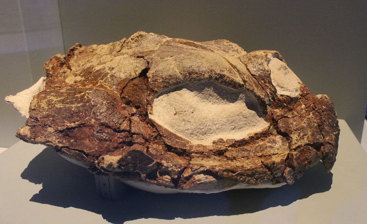 18 Extinct Turtles That Once Ruled the Earth (And the Ocean) – The ...