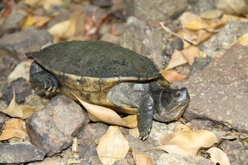 Trachemys scripta troostii (Cumberland Slider) – The Turtle Hub