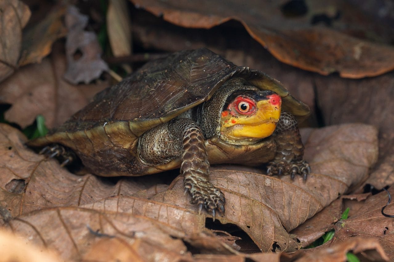 Vijayachelys silvatica (Cochin Forest Cane Turtle) – The Turtle Hub