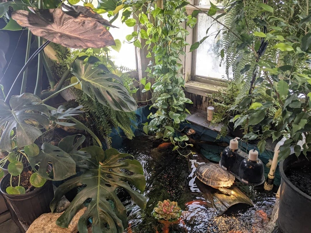 Turtle Owners Are Obsessed With These Indoor Pond Ideas – The Turtle Hub