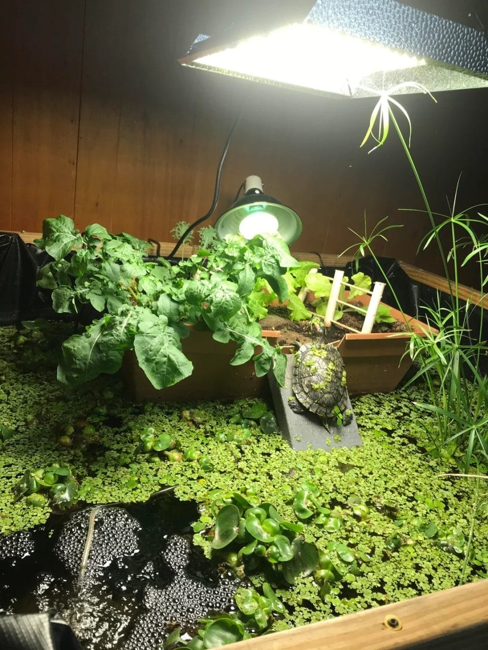 Turtle Owners Are Obsessed With These Indoor Pond Ideas – The Turtle Hub