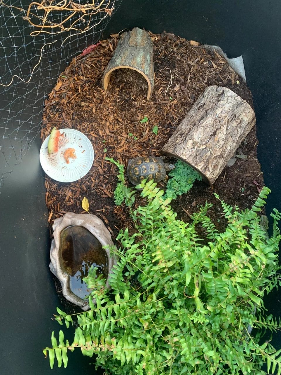 7 Indoor Box Turtle Habitat Ideas You’ll Want To Copy RIGHT NOW! – The ...