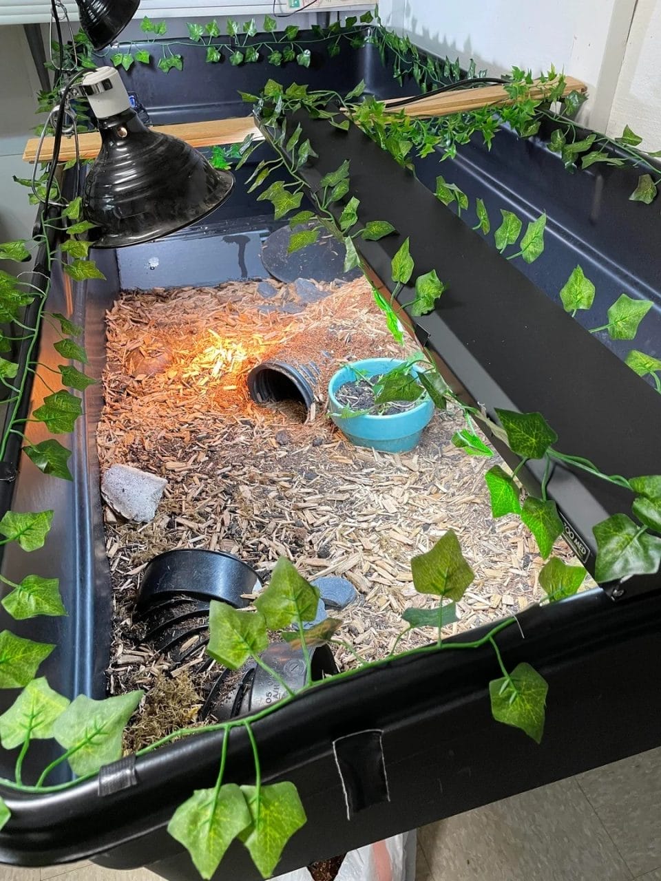 7 Indoor Box Turtle Habitat Ideas You’ll Want To Copy RIGHT NOW! – The ...