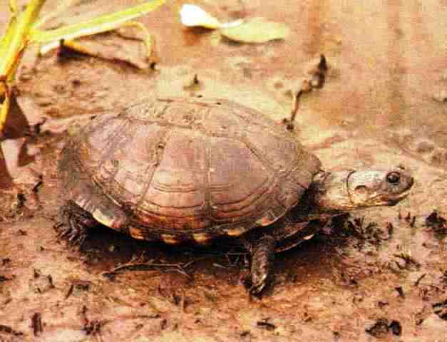 Pelusios subniger (East African black mud turtle) – The Turtle Hub