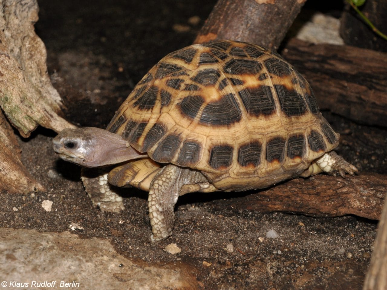 Pyxis arachnoides (Common Spider Tortoise) – The Turtle Hub