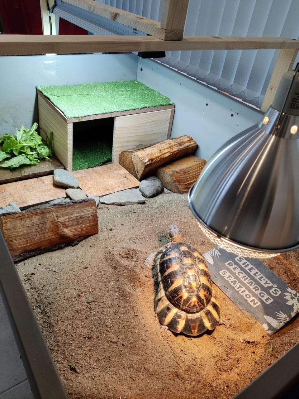 5 DIY Tortoise Hide Ideas That Don’t Cost a Fortune – The Turtle Hub