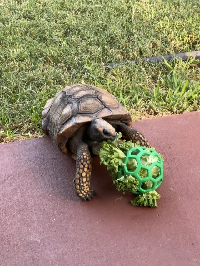 7 Tortoise Toys and Enrichment Ideas You Can Make at Home – The Turtle Hub