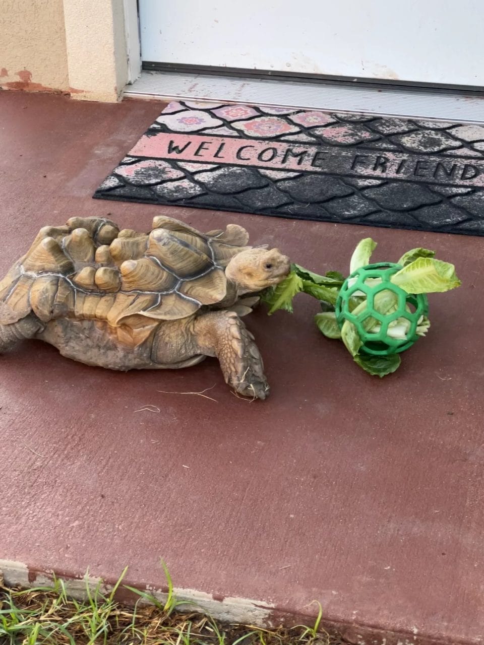 7 Tortoise Toys and Enrichment Ideas You Can Make at Home – The Turtle Hub