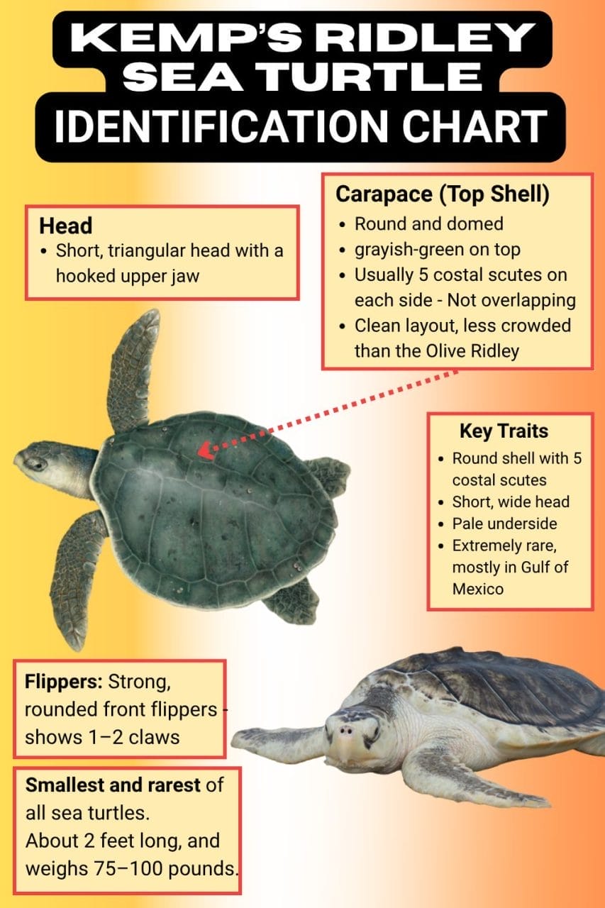 Sea Turtle Identification Guide: 7 Species Comparison [With Photos ...