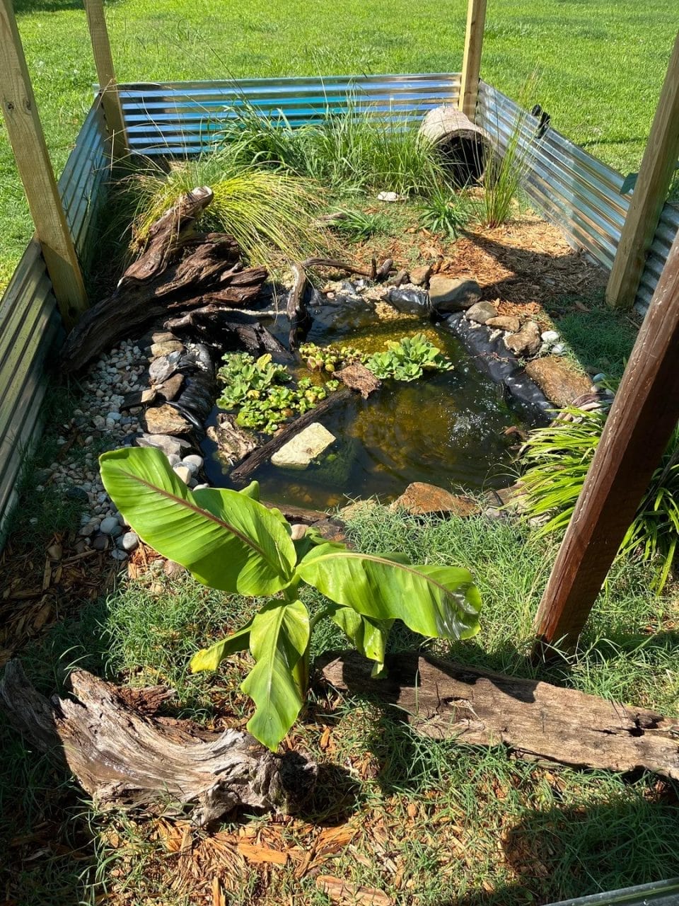 5 Outdoor Box Turtle Habitat Ideas That Actually Work – The Turtle Hub