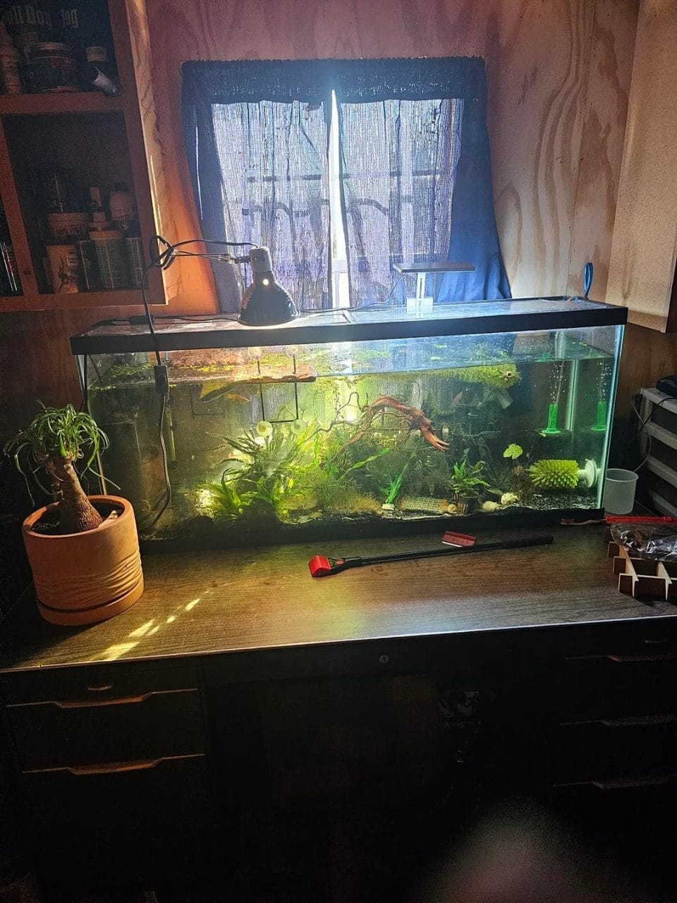 5 Red Eared Slider Turtle Habitat Setups You’ll Want to Copy – The ...