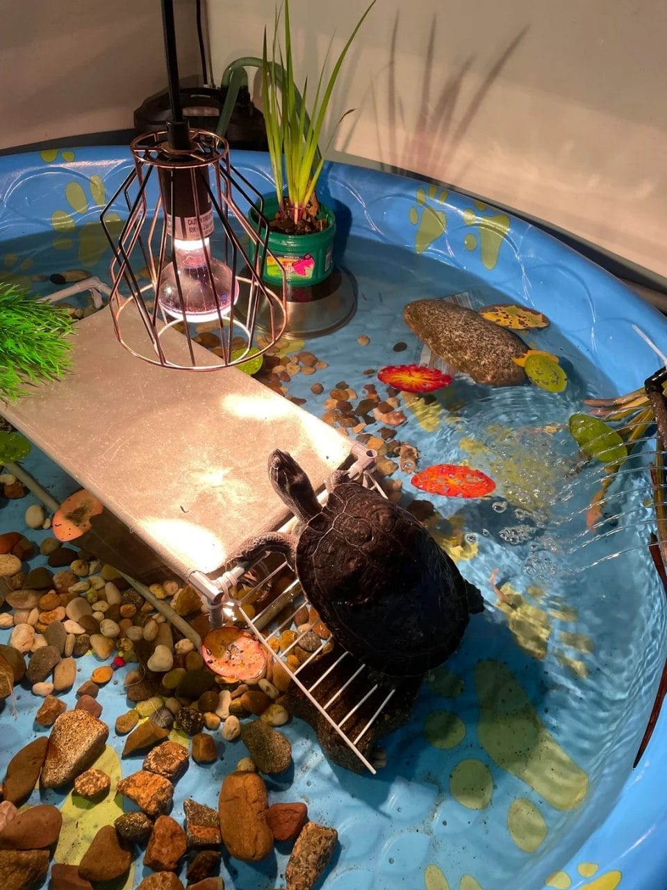 5 Red Eared Slider Turtle Habitat Setups You’ll Want to Copy – The ...