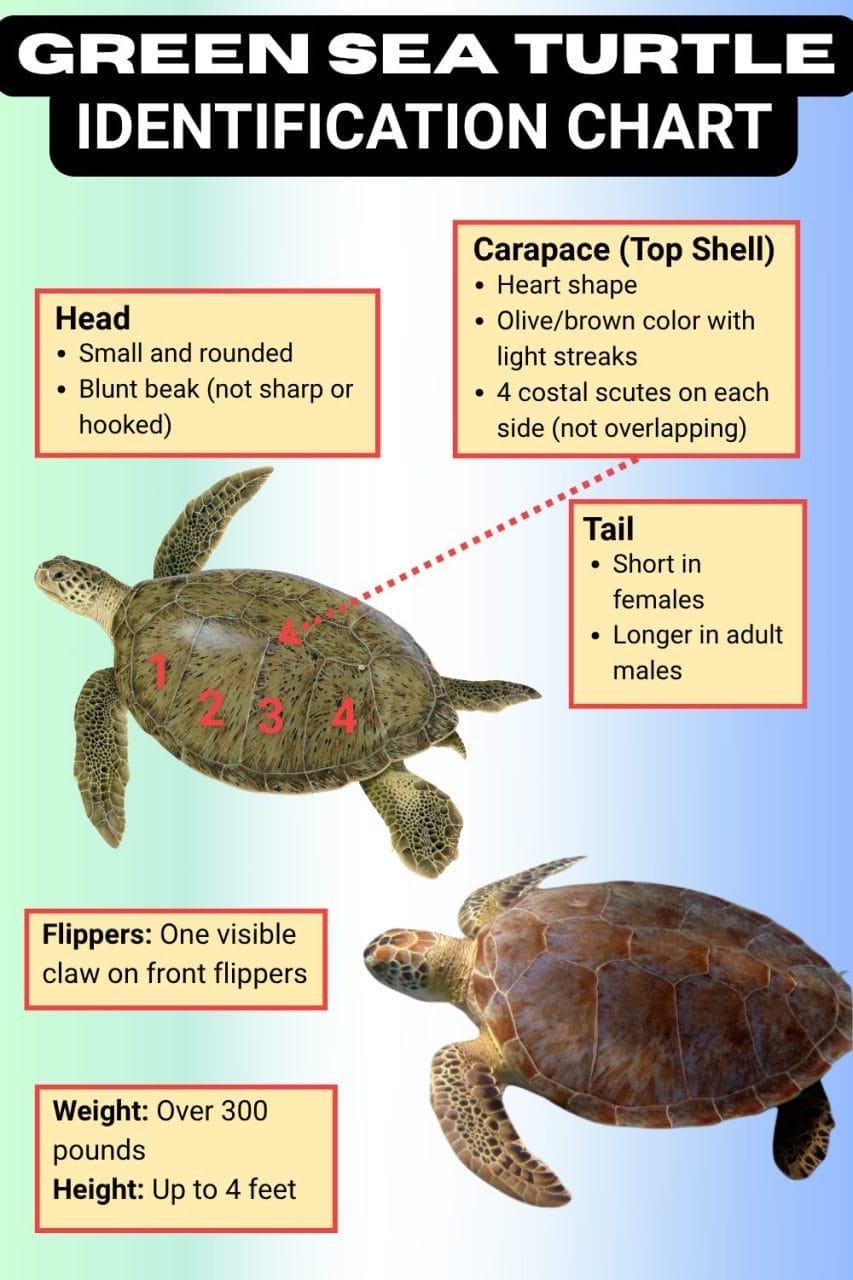How To Identify All 7 Types of Sea Turtles (With Pictures) – The Turtle Hub