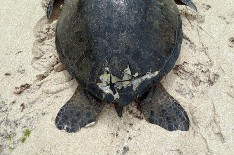 This Hawaiian Turtle Has Been Famous for the Same Scar Since 2008 – The ...